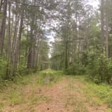 Neusiok Trail, North Carolina - 92 Reviews, Map | AllTrails