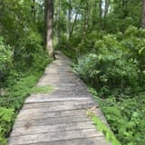 Neusiok Trail, North Carolina - 92 Reviews, Map | AllTrails