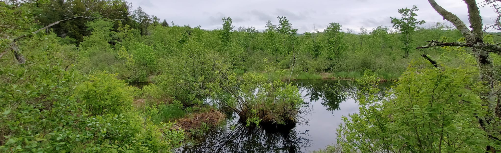 Loverens Mill Cedar Swamp Trail, New Hampshire - 65 Reviews, Map ...