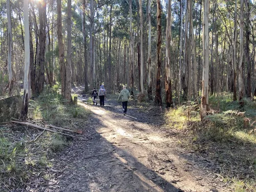 Best 10 Hikes and Trails in Wombat State Forest | AllTrails