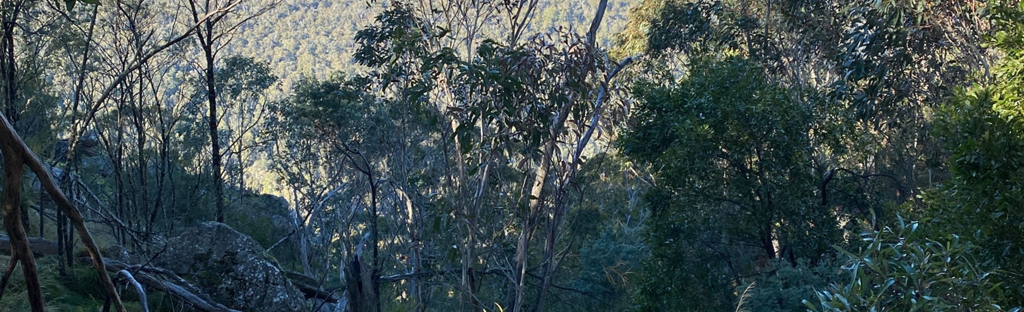 Mount Coree Summit Trail: 14 Reviews, Map - New South Wales, Australia ...