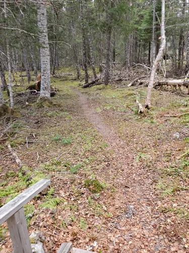 Los mejores senderos y rutas en Lockston Path Provincial Park | AllTrails