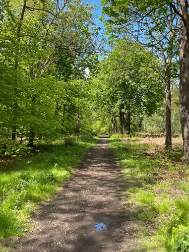 Best Hikes and Trails in Burnham Beeches | AllTrails