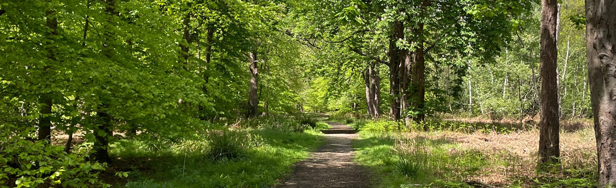 Dorney Woods, Burnham Beeches and Egypt Woods Circular, Berkshire ...