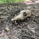 Kaintuck Hollow Acorn Section Trail, Missouri - 141 Reviews, Map ...