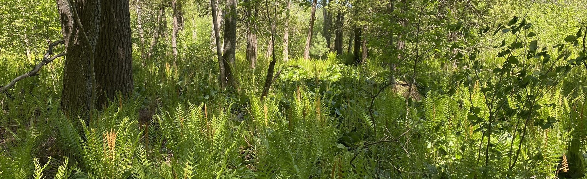 Owasippe Scout Reservation: Red Trail | Map, Guide - Michigan | AllTrails