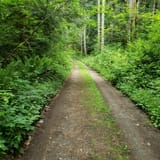 Maple Valley Loop, Washington - 174 Reviews, Map | AllTrails