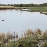 Farlington Marshes and Point Field Circular, Hampshire, England - 238 ...