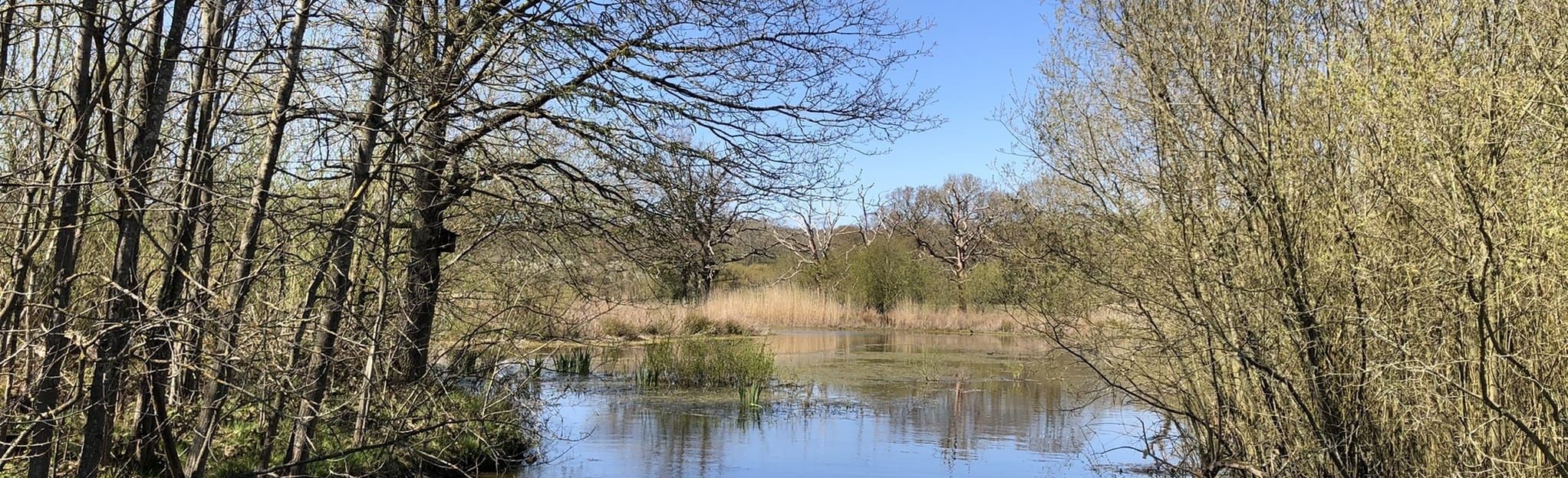 Bough Beech Reservoir Circular, Kent, England - 24 Reviews, Map | AllTrails