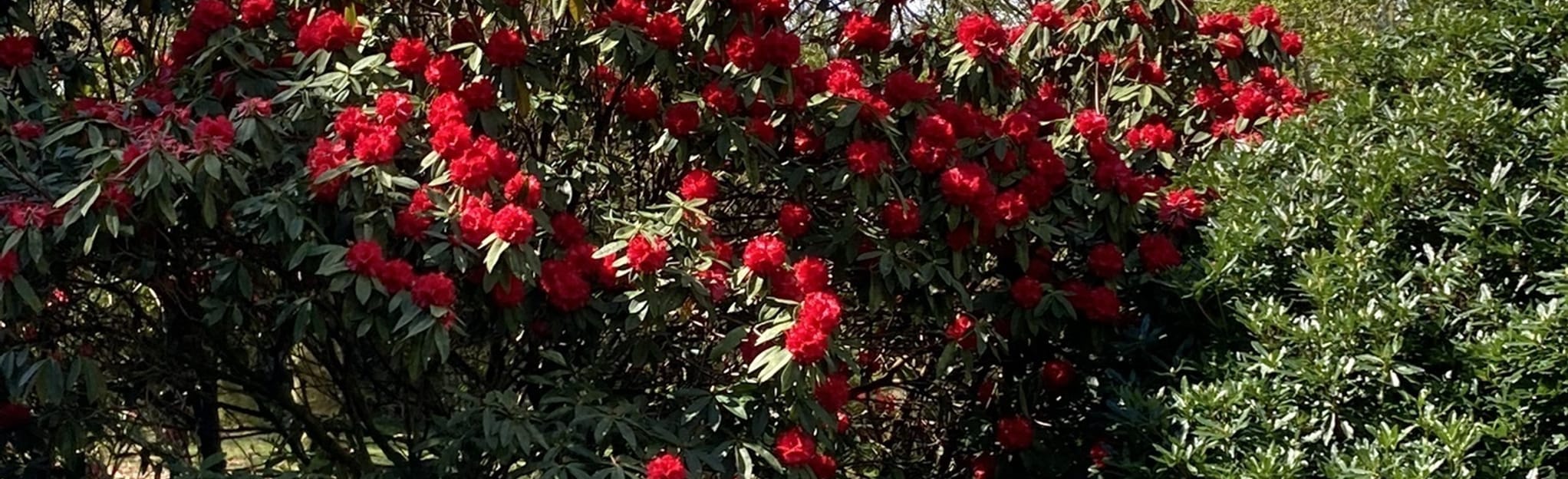 Fota Arboretum and Gardens: 22 foto's - County Cork, Ierland | Wandelen ...