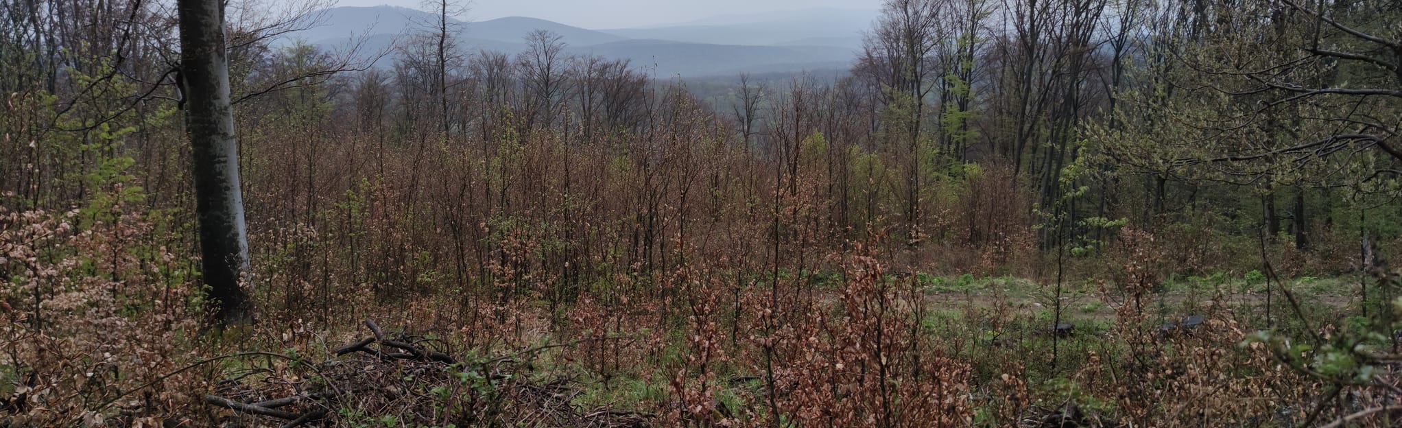 Szászvár - Óbánya Loop, Baranya, Hungary - Map, Guide | AllTrails