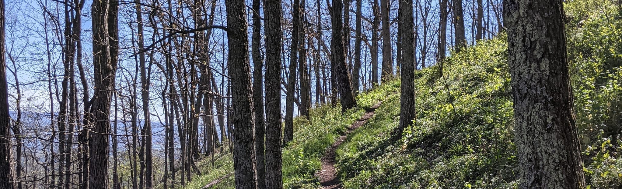 Bald Ridge Trail from Braley Pond - Virginia | AllTrails