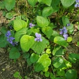 Arc Corner Monument Loop, Delaware - 189 Reviews, Map | AllTrails