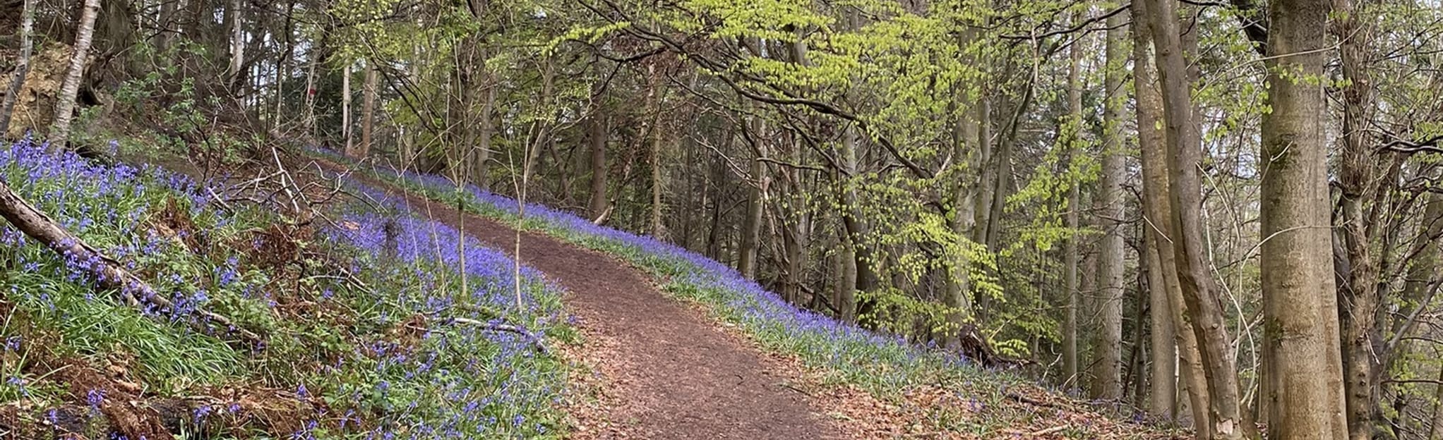 Riverhill Himalayan Gardens Circular, Kent, England - 3 Reviews, Map ...