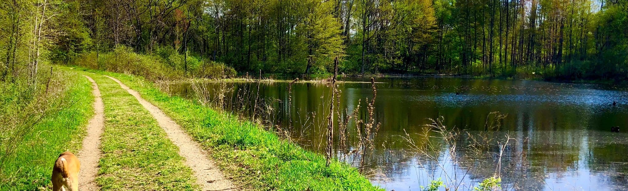 The Point at Rose Lake Wildlife Research Area , Michigan - 75 Reviews ...