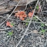 Metolius Balancing Rocks Overlook, Oregon - 56 Reviews, Map | AllTrails