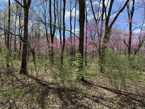Best Forest Trails in Hanover Park | AllTrails
