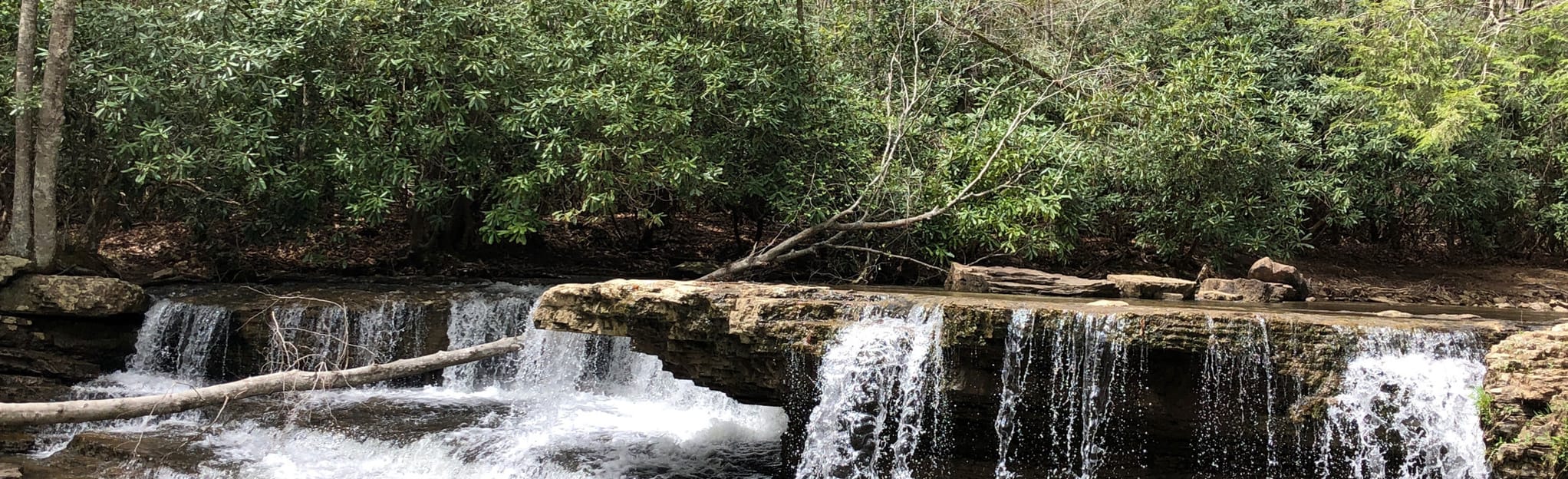 Turkey Loop Trail: 21 Reviews, Map - West Virginia | AllTrails