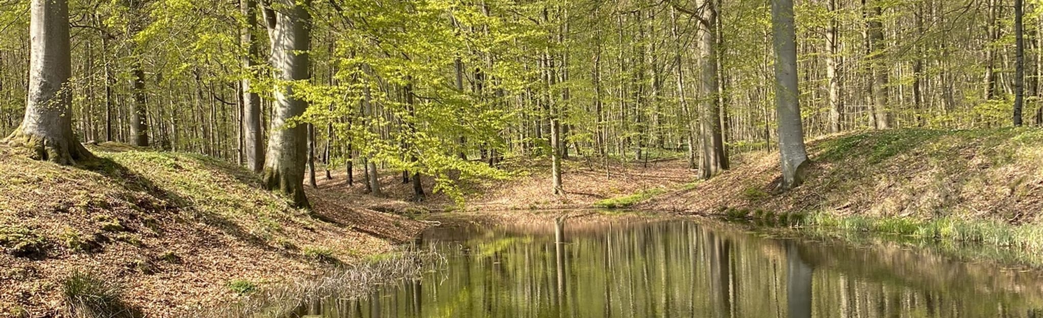 Autour de la forêt de Staksrode : 31 photos - Central Denmark, Denmark ...
