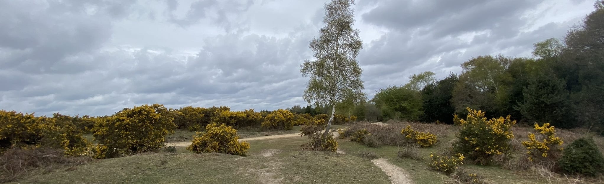 Holmsley Campsite Meadow Circular: 11 foto's - Hampshire, Engeland ...