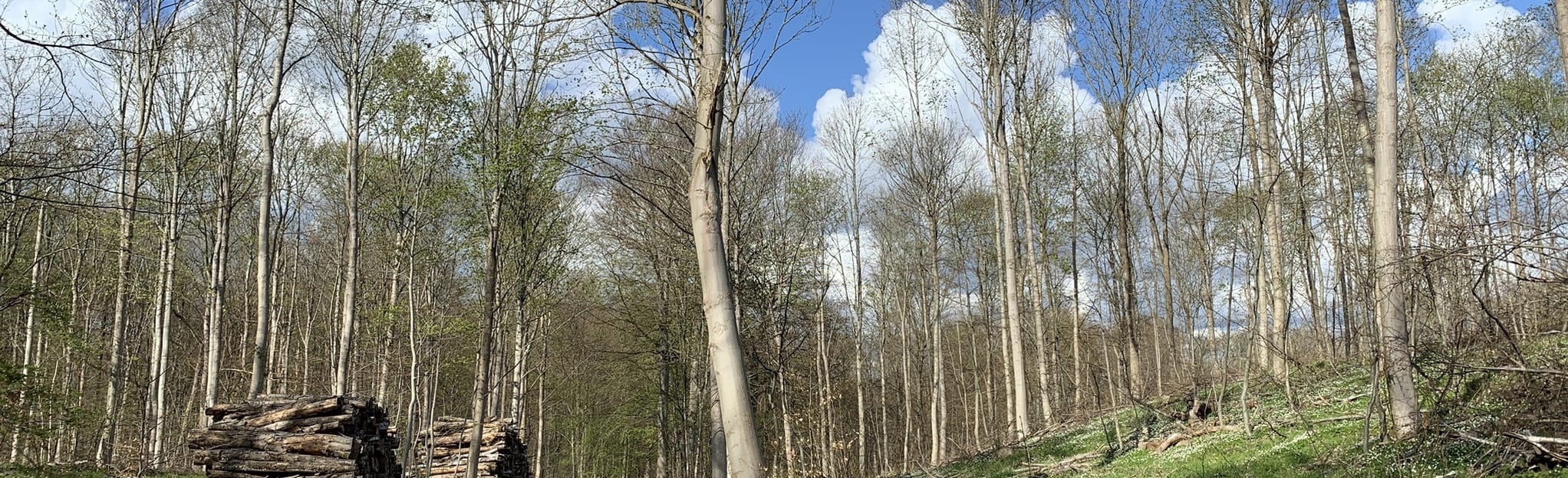 Slangerup - Lystrup Skov: 4 Reviews, Map - Capital Region of Denmark ...