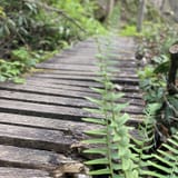 Coleman River Trail, Georgia - 120 Reviews, Map | AllTrails