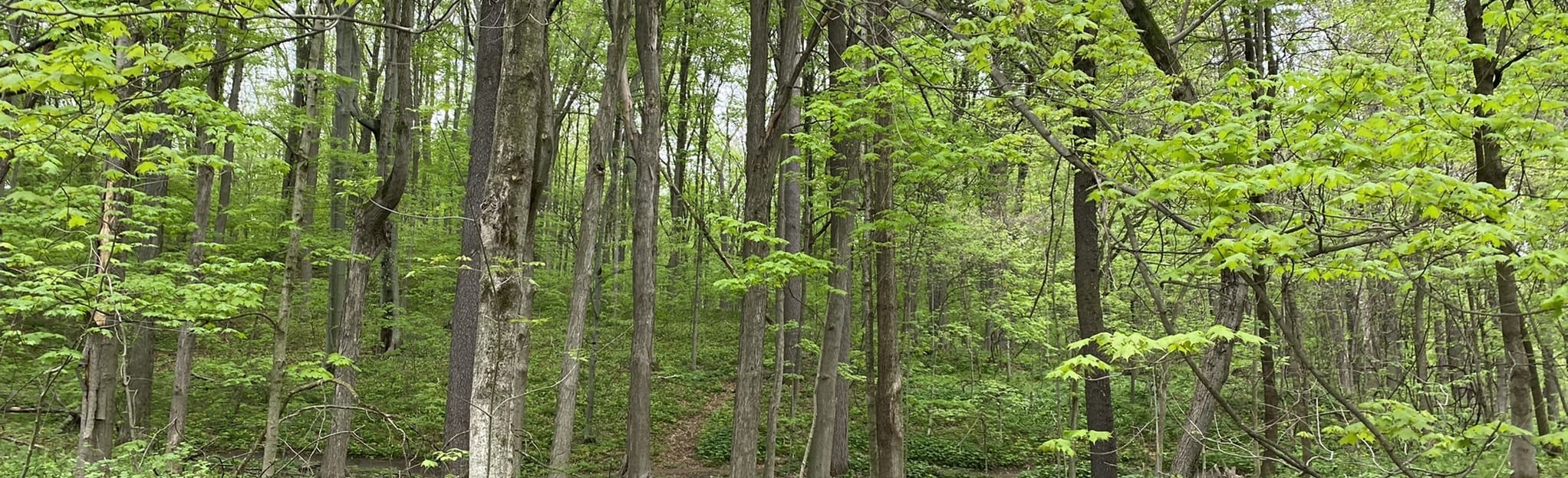 Maple Hill Trail: 181 Reviews, Map - Michigan | AllTrails