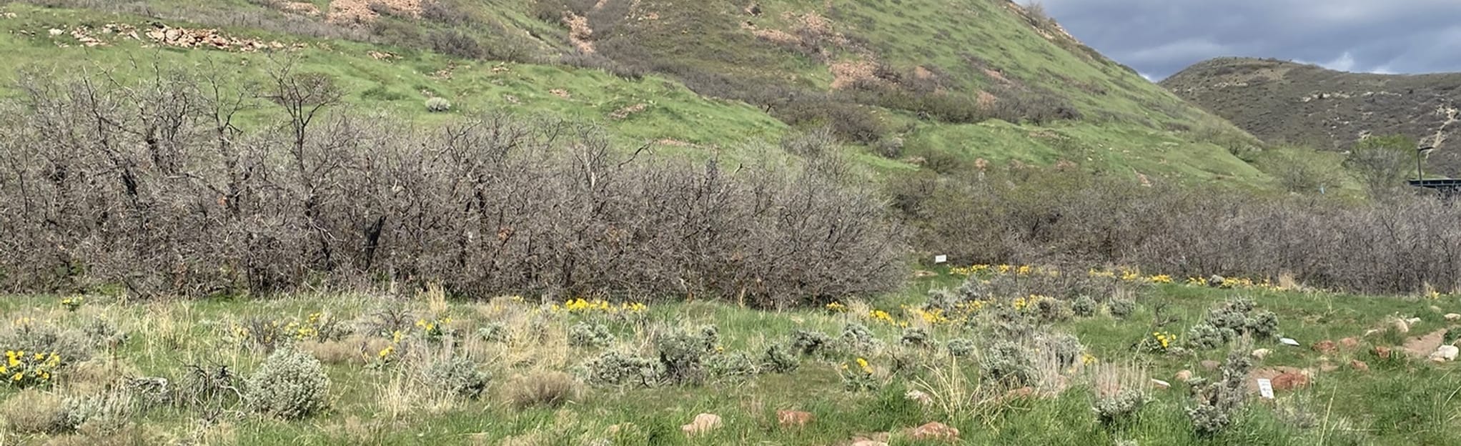 Mount Van Cott via Red Butte Canyon Trail Loop: 363 Reviews, Map - Utah ...