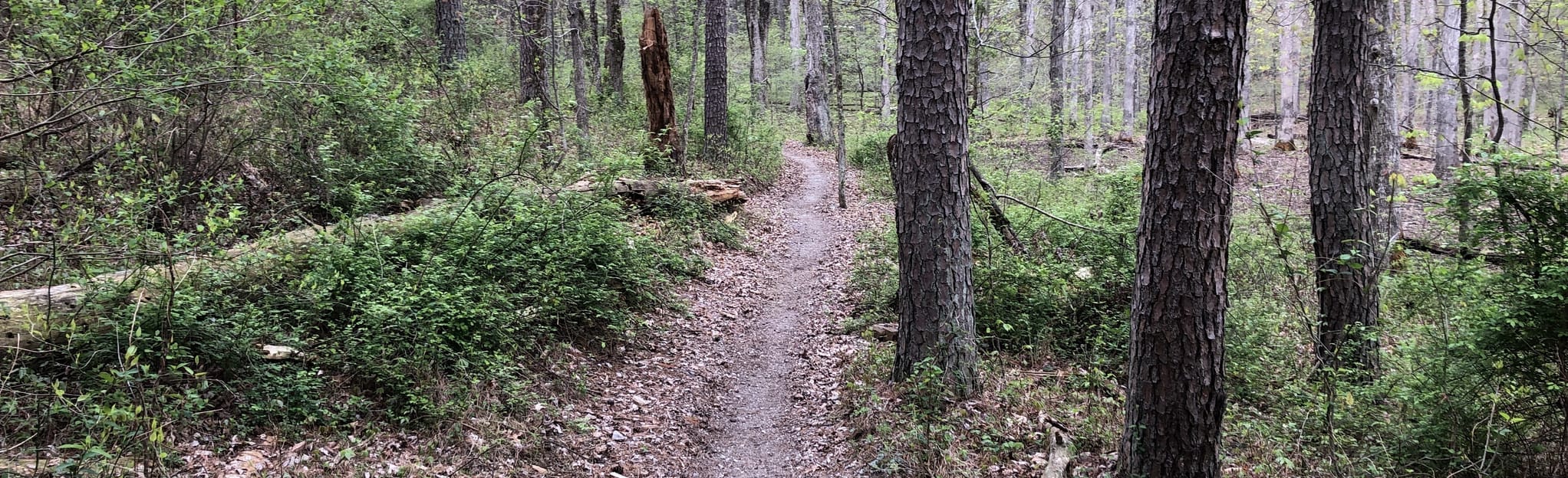 Hayes Canyon Campground Trail: 74 Reviews, Map - Illinois | AllTrails