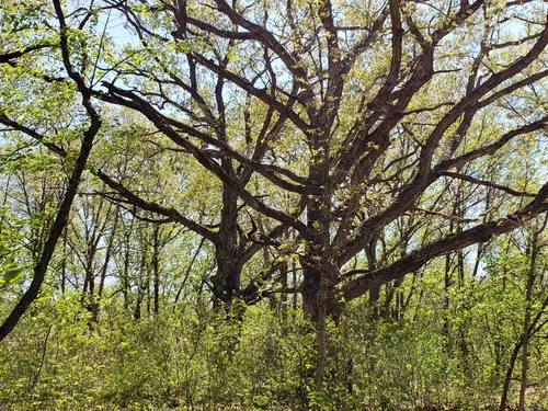 Best Hikes and Trails in Deer Ridge Conservation Area | AllTrails