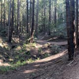 Tres Sendas Trail, California - 276 Reviews, Map | AllTrails