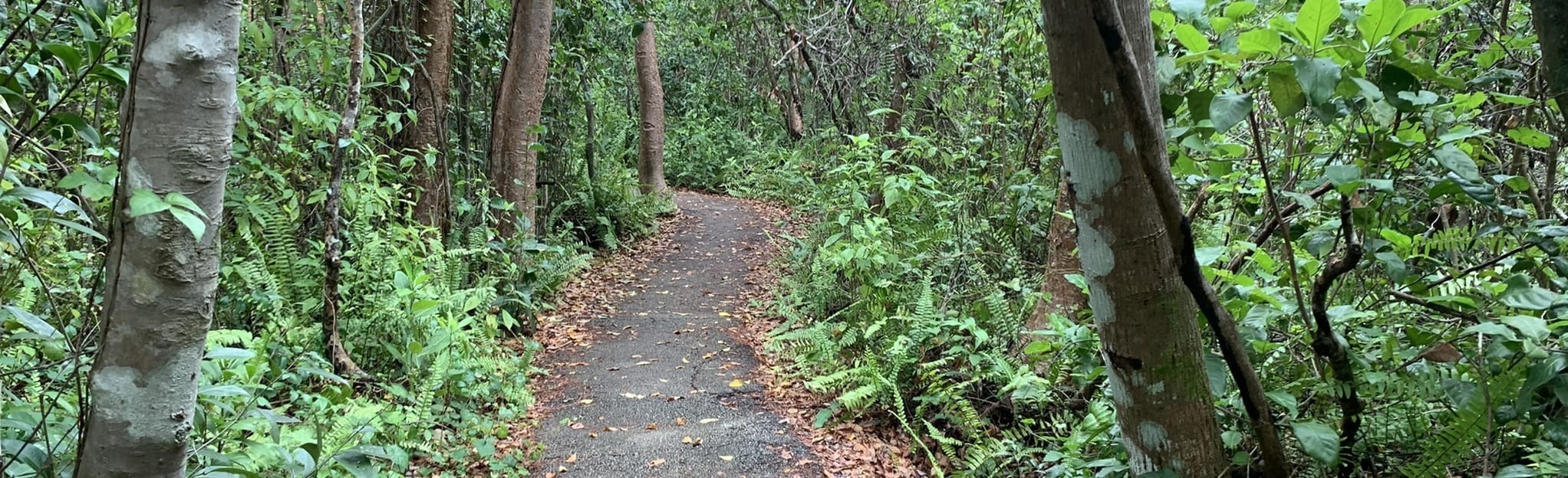 Gumbo Limbo Trail, Florida - 669 Reviews, Map | AllTrails