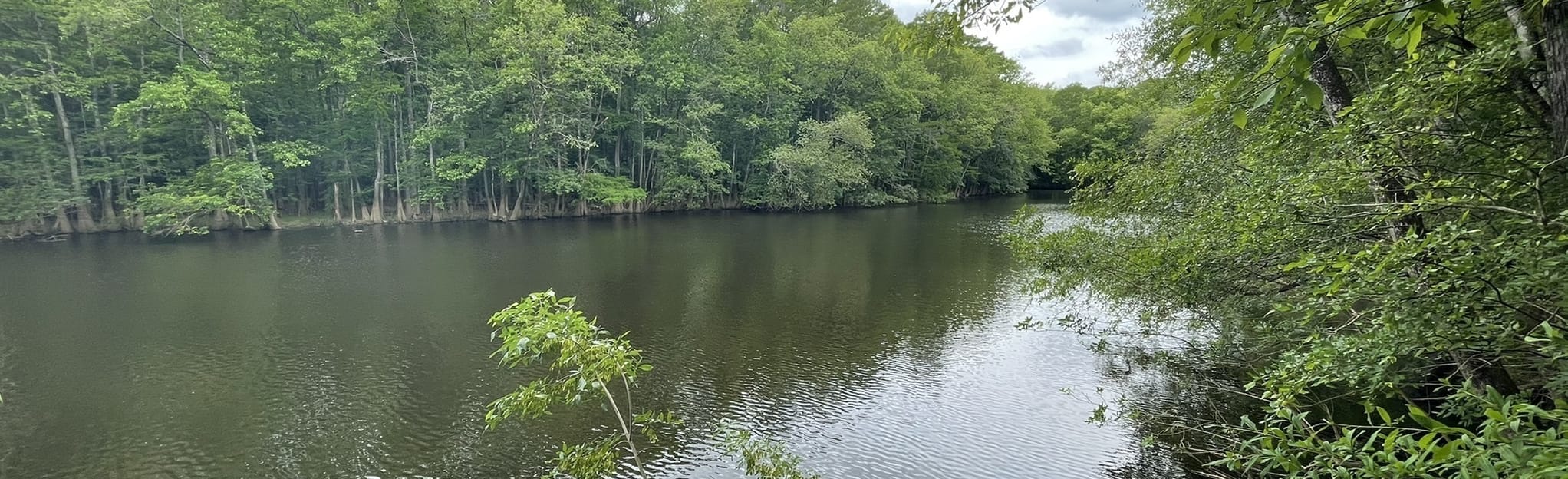 Boardwalk Loop Trail: 1933 Reviews, Map - South Carolina | AllTrails