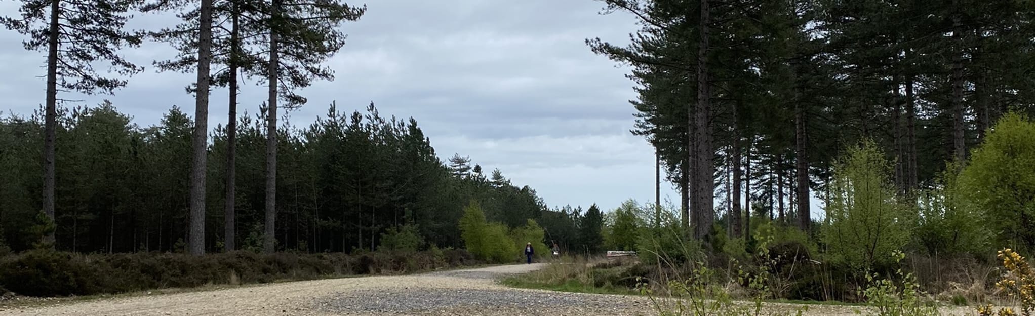 Organford and Wareham Forest Circular, Dorset, England - 39 Reviews ...