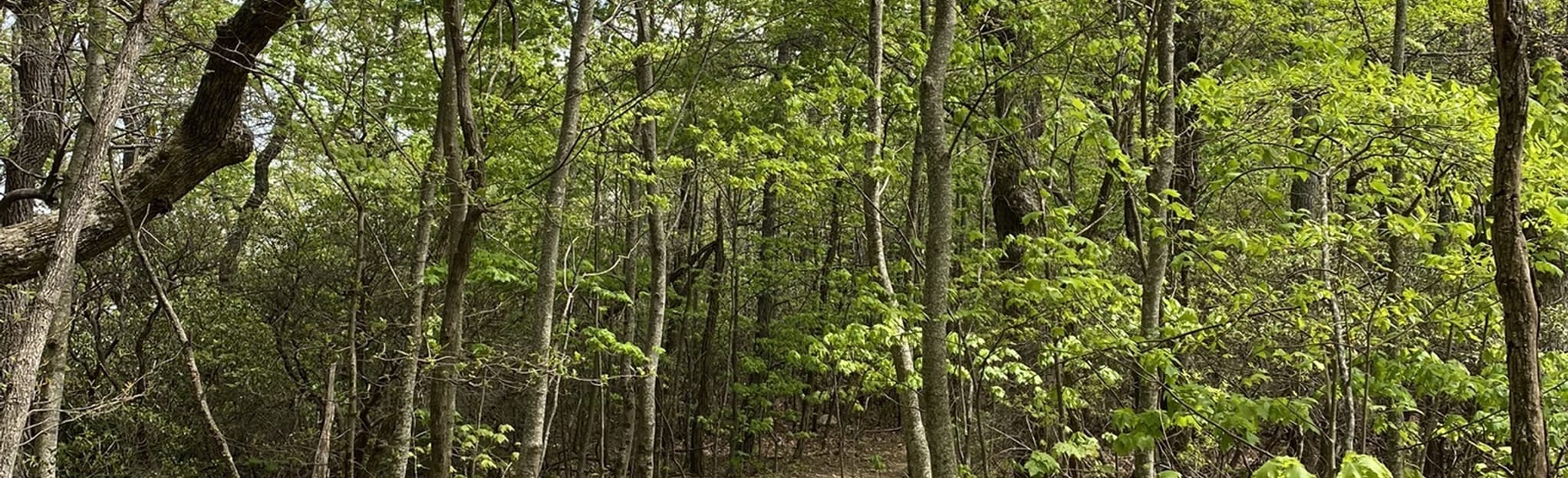 Trace Ridge Trail, North Carolina - 54 Reviews, Map | AllTrails