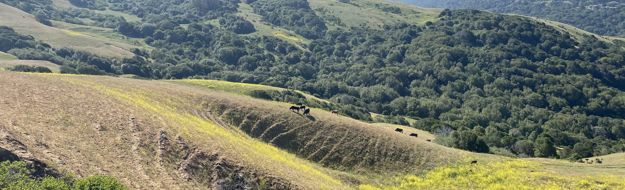 Belgum, San Pablo Ridge, Nimitz Way, Conlon and Wildcat Creek Loop: 276 ...