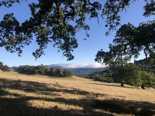 Best Moderate Trails in Mount Burdell Open Space Preserve | AllTrails