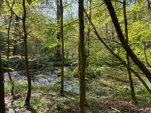 Best Hikes and Trails in Staffhurst Wood | AllTrails