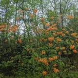 Hard Times Road Trail, North Carolina - 314 Reviews, Map | AllTrails