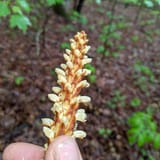 Hard Times Road Trail, North Carolina - 314 Reviews, Map | AllTrails