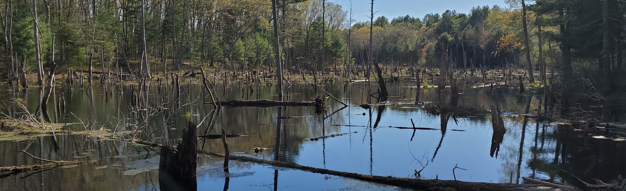 Willowdale Loop, Massachusetts - 40 Reviews, Map | AllTrails