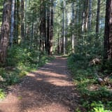 Pygmy Forest Discovery Trail, California - 108 Reviews, Map | AllTrails