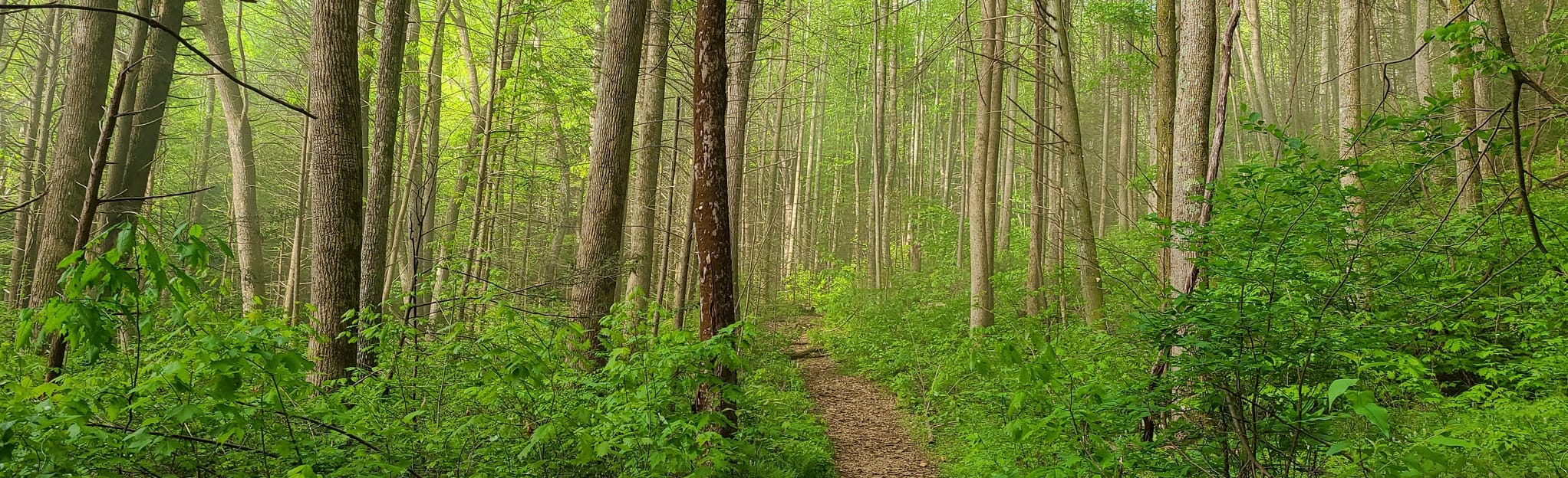 Duncan Ridge Trail: Vogel State Park to Amicalola Falls, Georgia - 5 ...