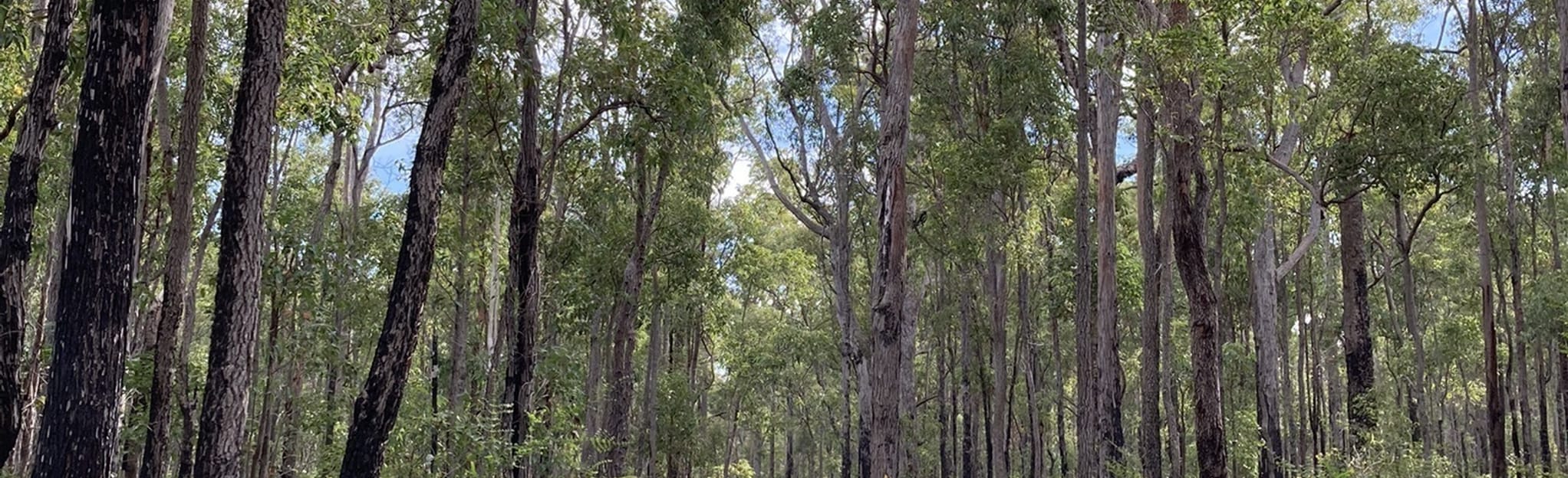 Jarrah Forest Loop via Munda Biddi, Sky Trail and Moorhead Cycleway ...