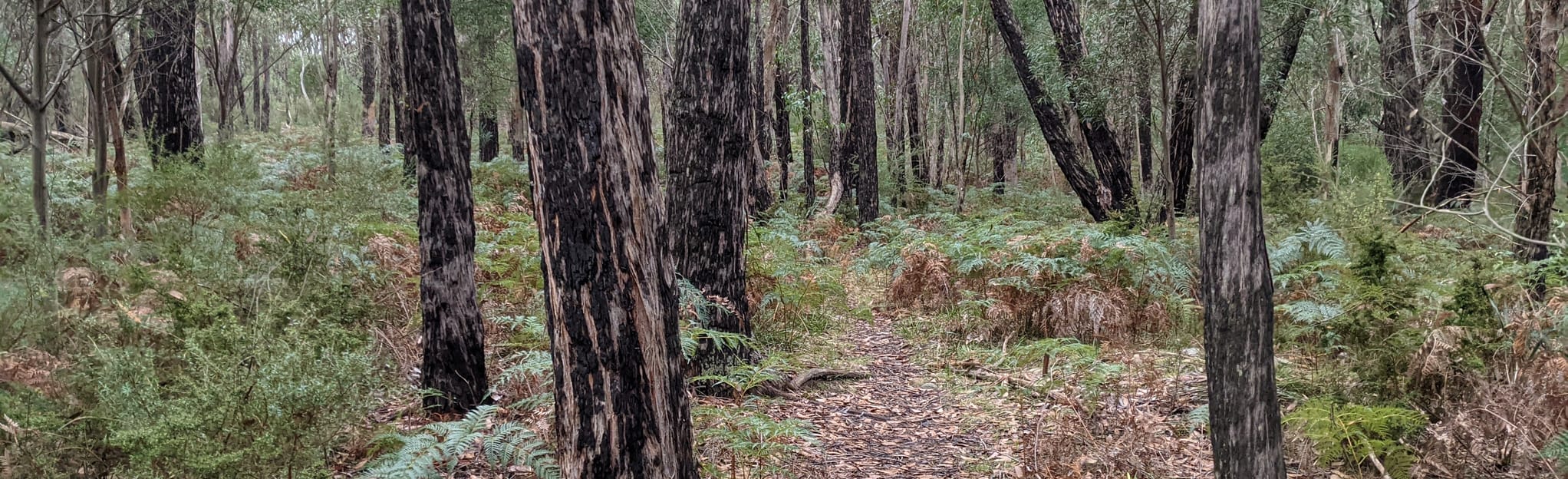 Mafeking Walking Loop: 5 Reviews, Map - Victoria, Australia | AllTrails