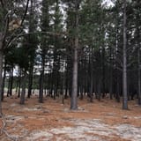 Tokai Forest Walk, Western Cape, South Africa - 216 Reviews, Map ...
