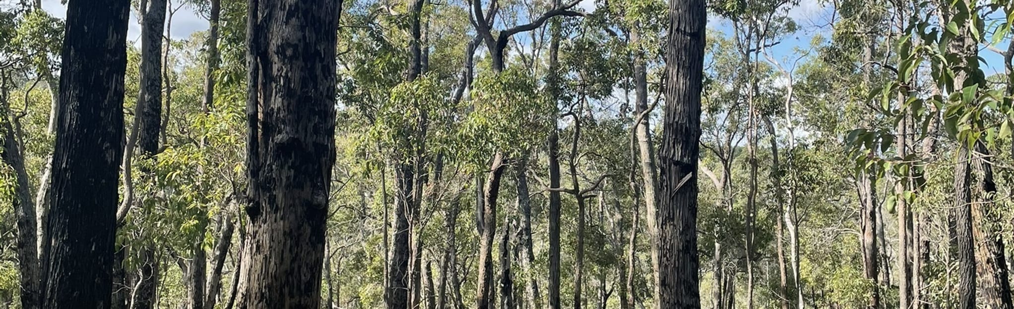 Bibbulmun Track: Mumballup to Grimwade Road: 16 Fotos - Western ...