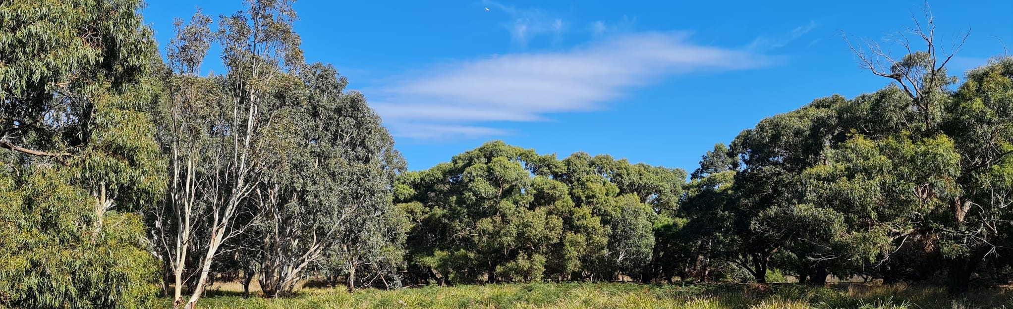 Red Gum Trail: 103 foto's - Victoria, Australië | Wandelen - AllTrails