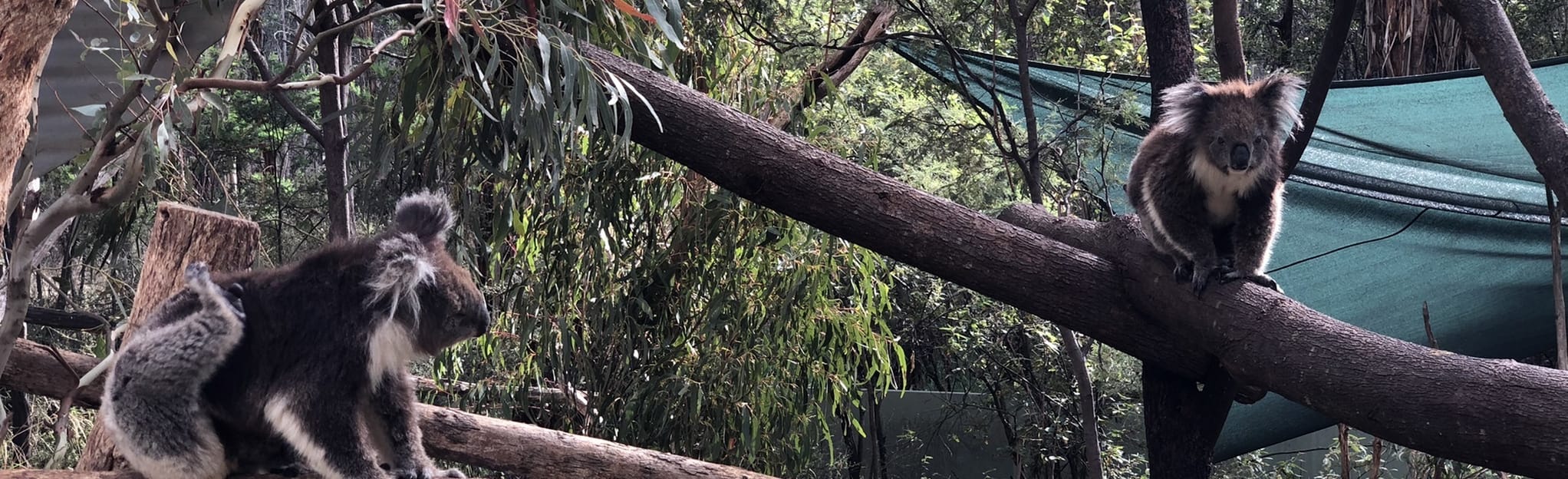 Peppermint Trail: 8 Reviews, Map - Australian Capital Territory ...