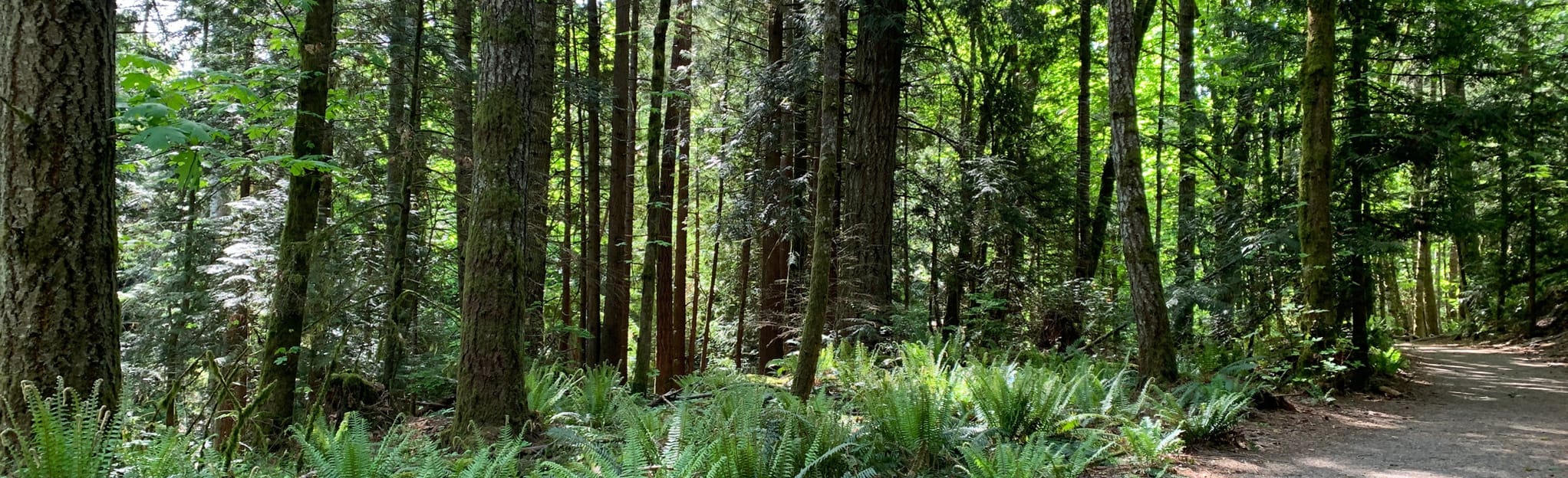 Latoria Creek Nature Trail, British Columbia, Canada - 215 Reviews, Map ...